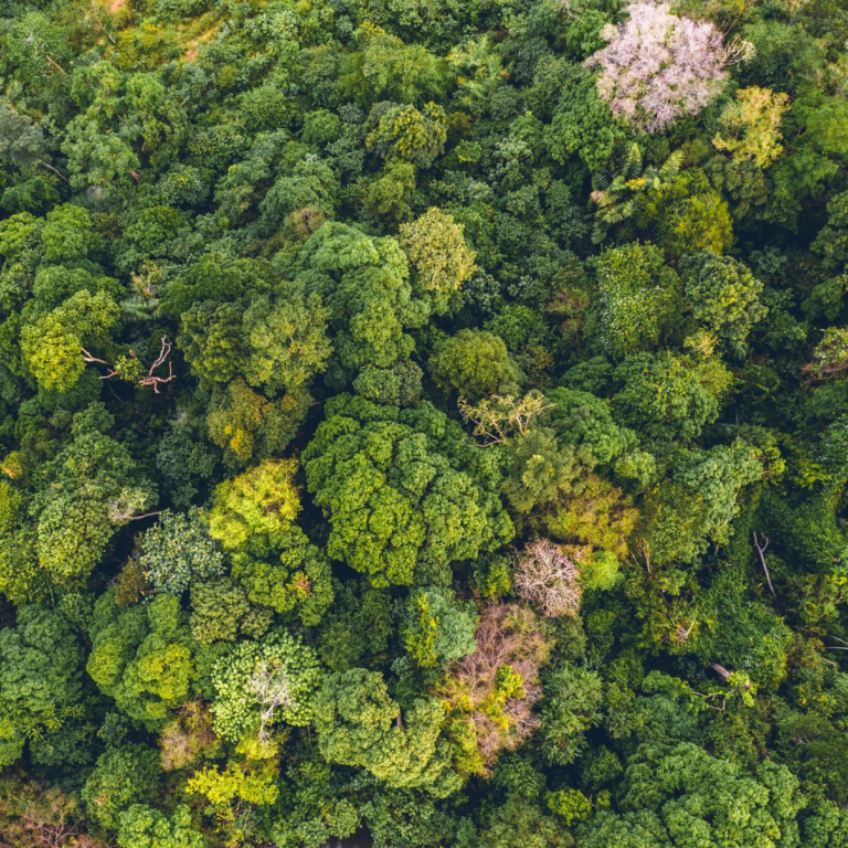 The Importance of Trees for Kids: Teaching the Next Generation ...